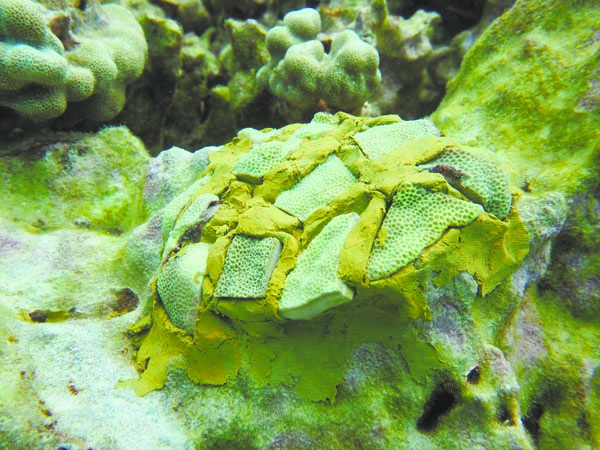 Kealakekua community-led coral restoration project aims to accelerate ...